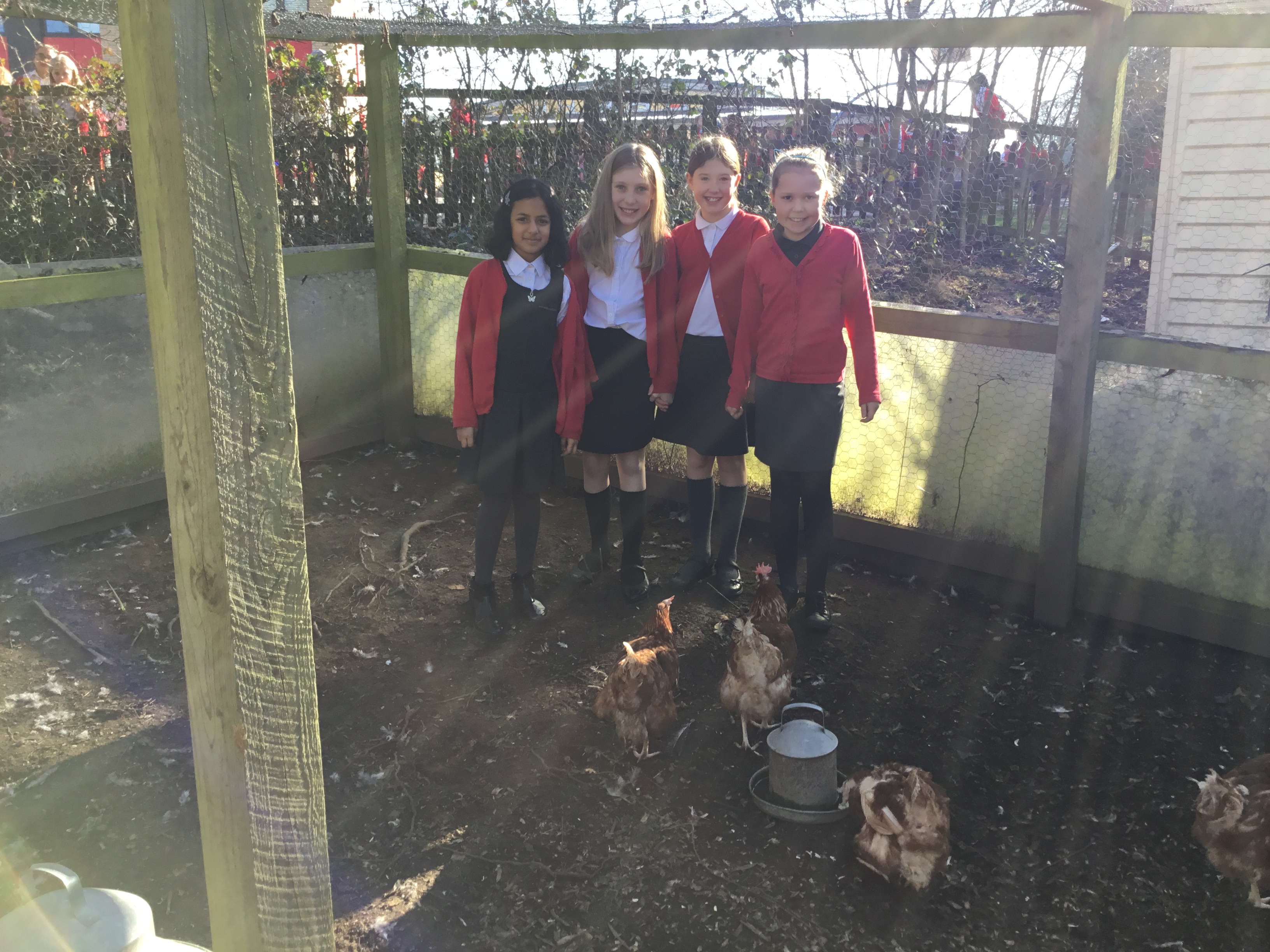 chickens-1 – Coundon Primary School